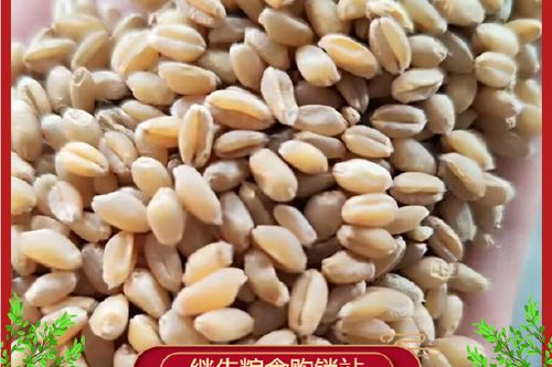新小麦什么时候上市截图