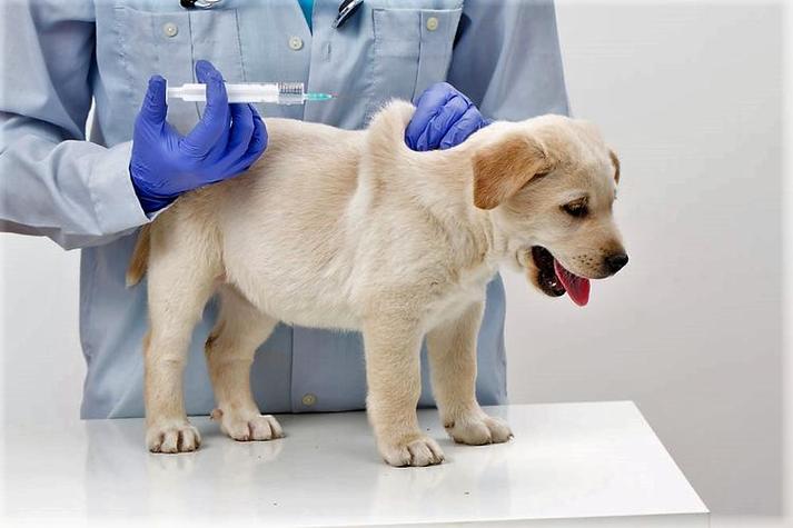 狗狗冠状打了三天针正常了