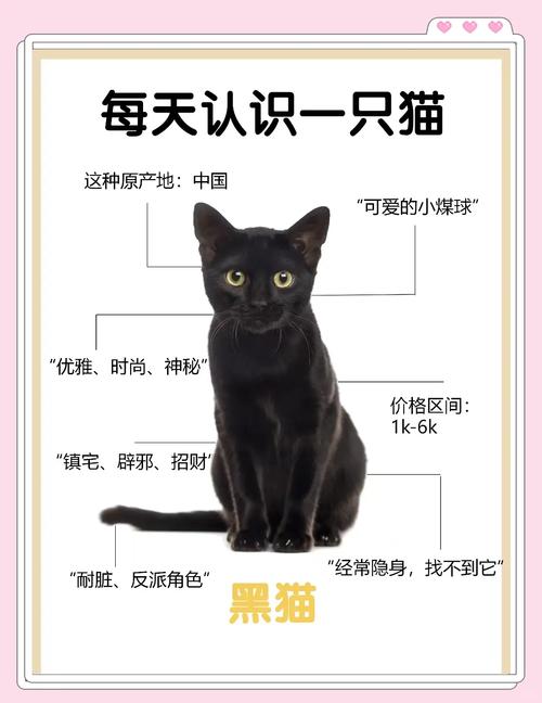 黑猫令人垂涎三尺翻译成中文图标