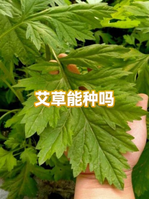 存活的方法是艾草by纪年