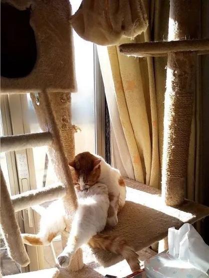 房间里猫味太重怎么办图标