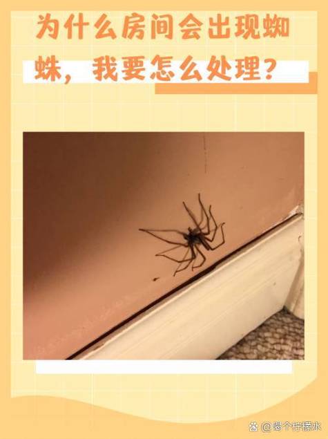 蜘蛛在家里出现的征兆图标