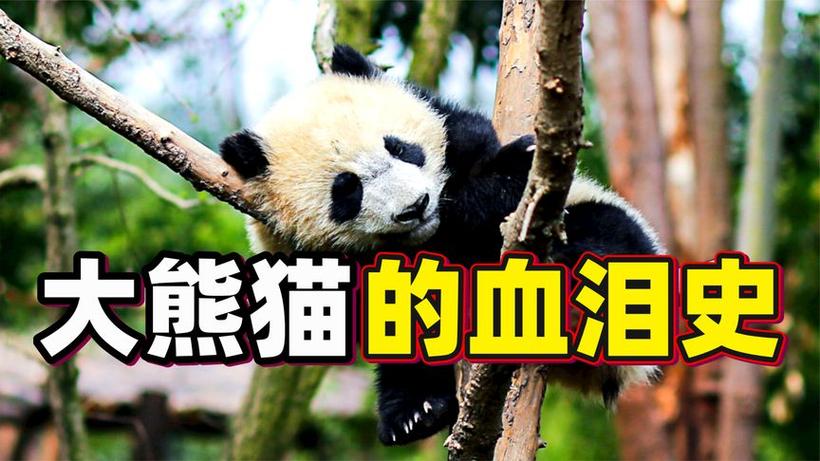 熊猫的寿命可以活多少时间