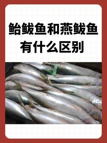 鲅鱼怎么保存时间长图标