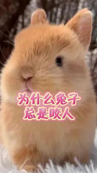 兔子轻轻咬人代表什么截图