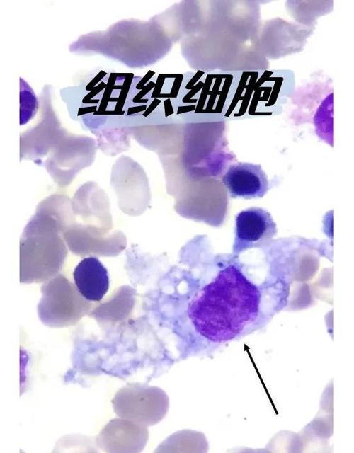 造胞细胞图标