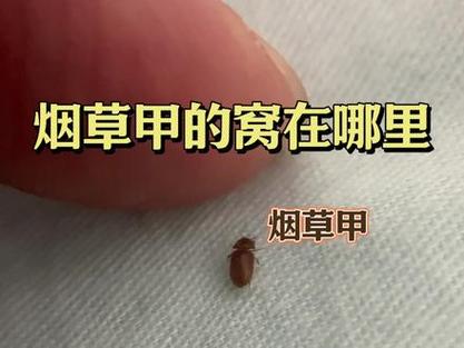 床上一般都有什么虫子图标