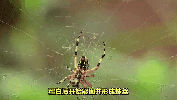 蜘蛛吐丝图片图标