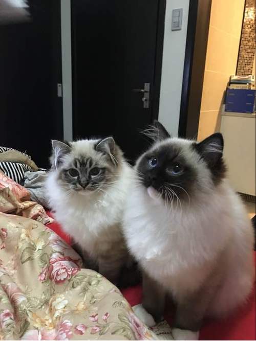 爱猫吧