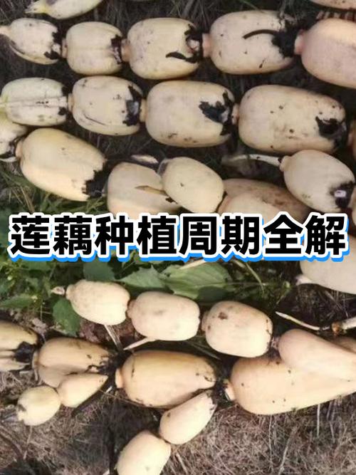 莲藕正确的种植方法图标