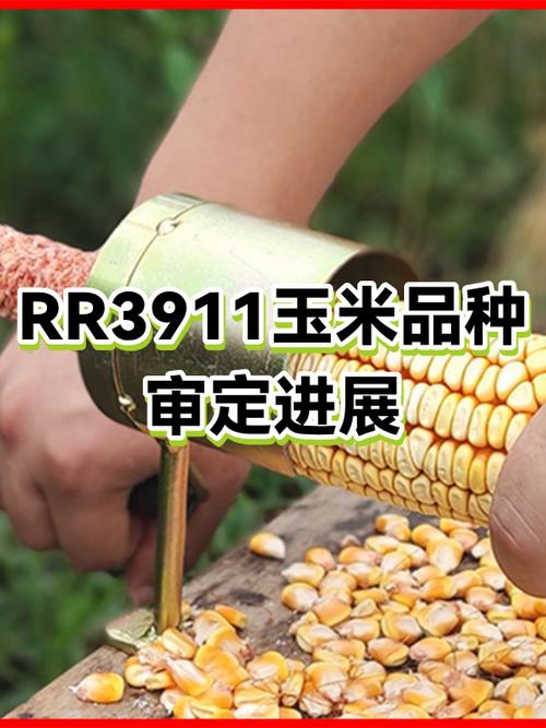 玉米官网下载