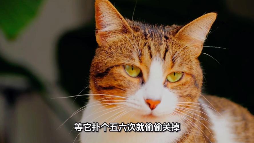 手机逗猫激光笔app图标