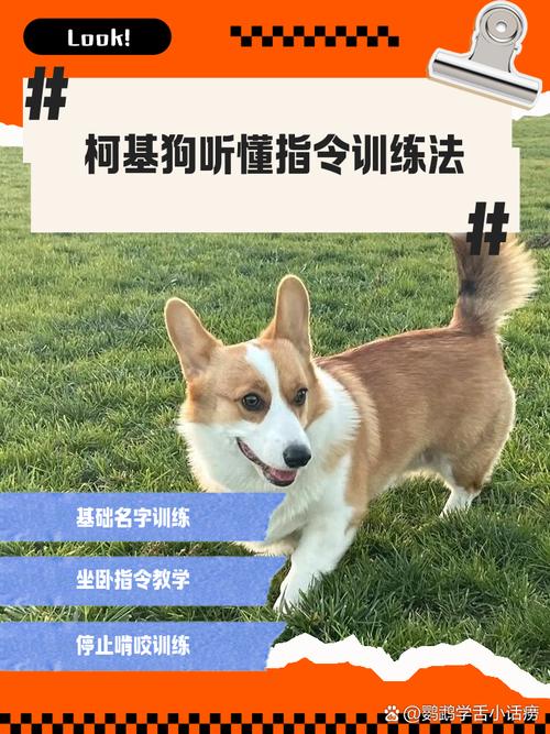 柯基快捷指令图标
