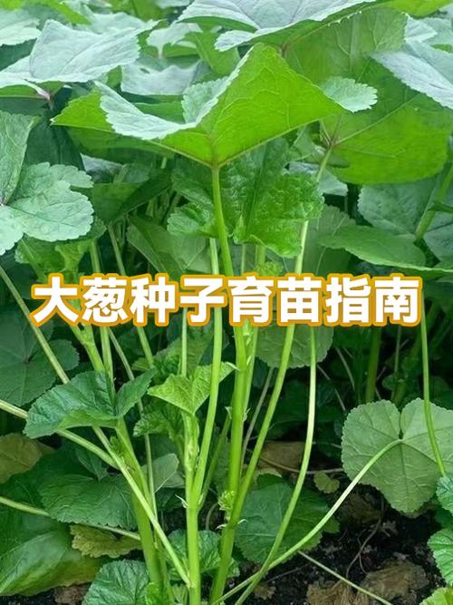 大葱的栽培技术图标
