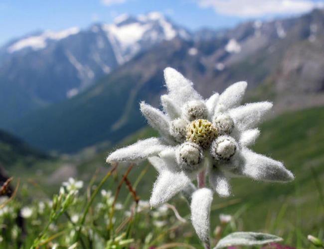 雪绒花背景图片图标