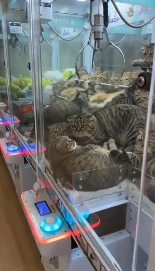 娃娃机里抓小奶猫图标