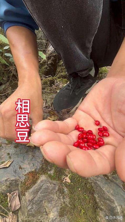 代表相思的红豆是吃的红豆吗图标