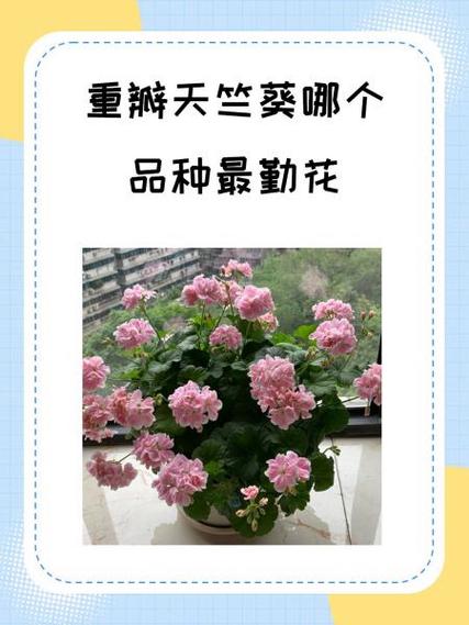 重瓣天竺葵图标
