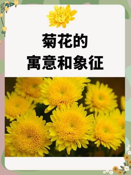 菊花的寓意和象征图标