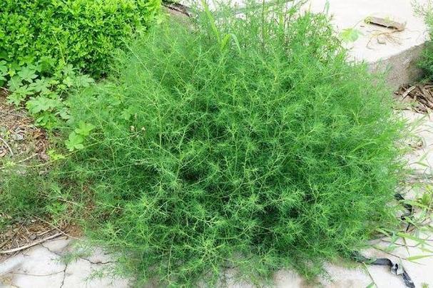 滚风草图片图标