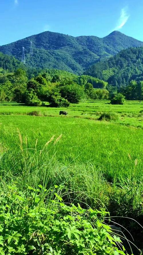回归田园人生 竹子米图标