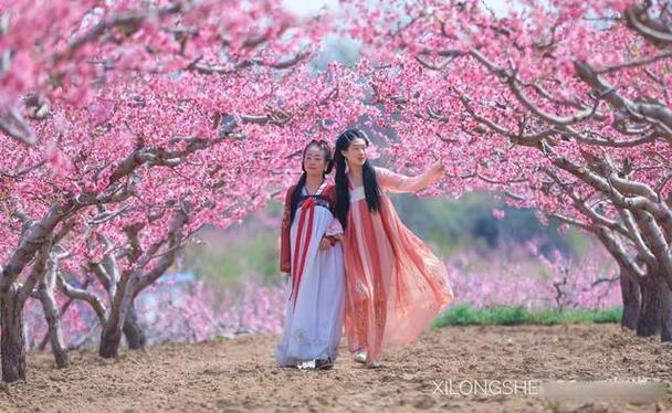 陌上桃花是什么意思图标