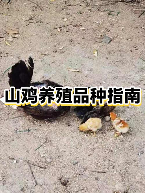养殖金鸡多少只要证截图