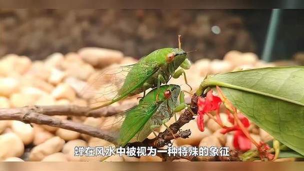 蝉在风水里代表什么图标