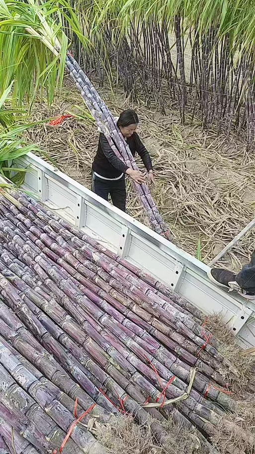 种植甘蔗的视频图标