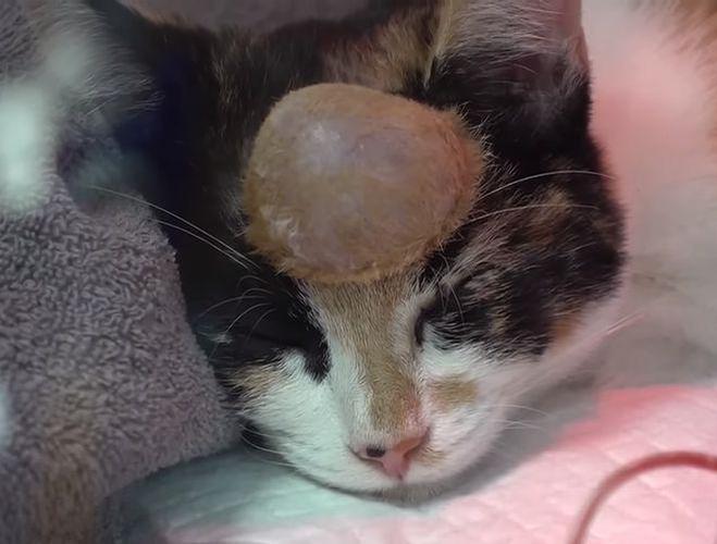 猫咪头上凸起鼓包图片截图