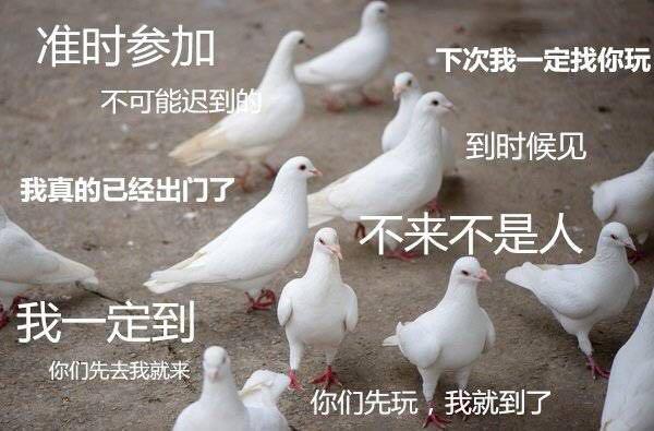 鸽子精表情包图标