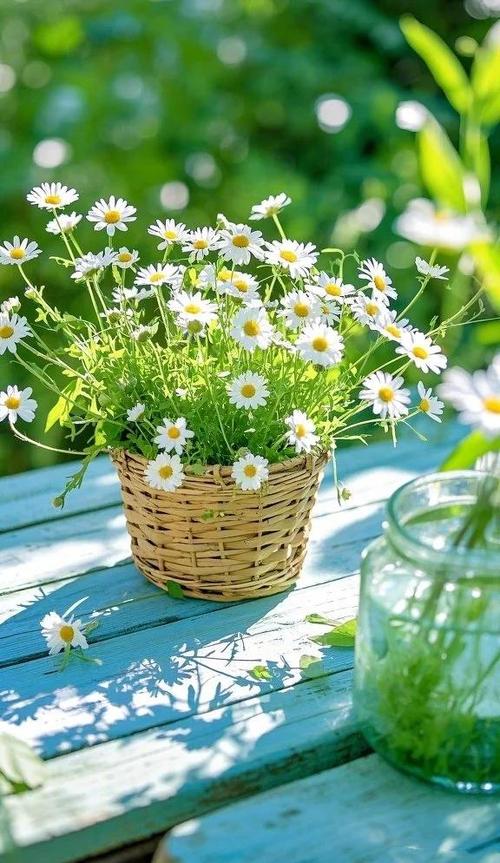 小雏菊花截图