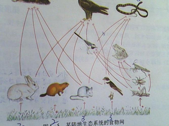 食物链6图标