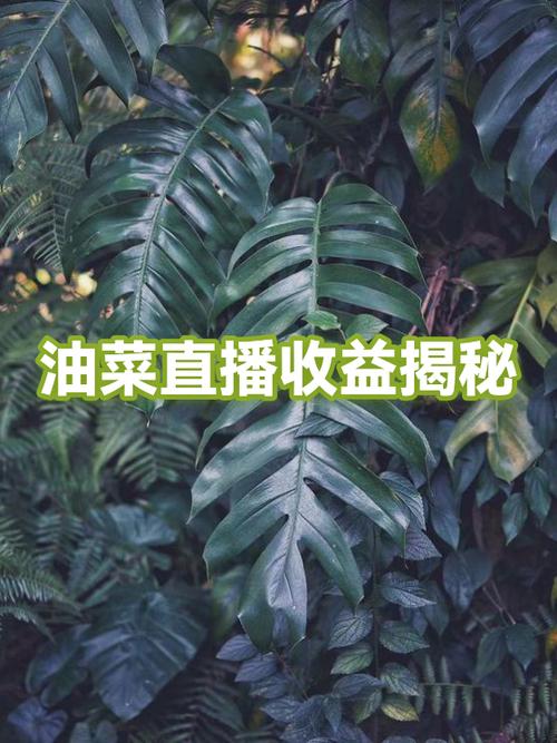 b站直播能赚多少钱图标