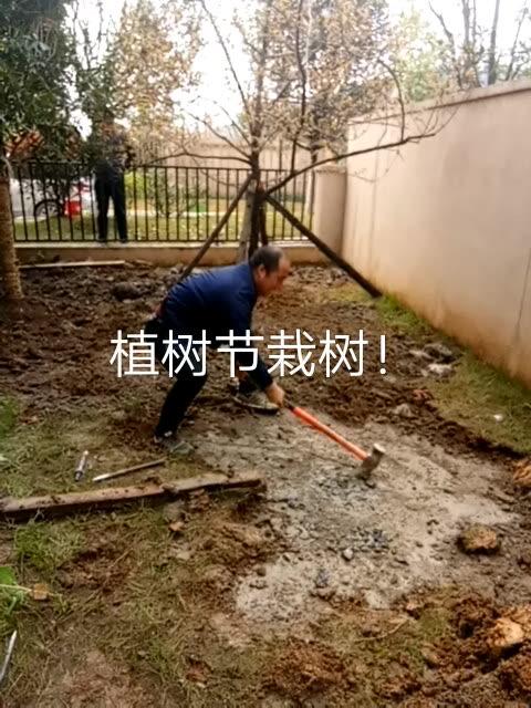 快手种树的图片