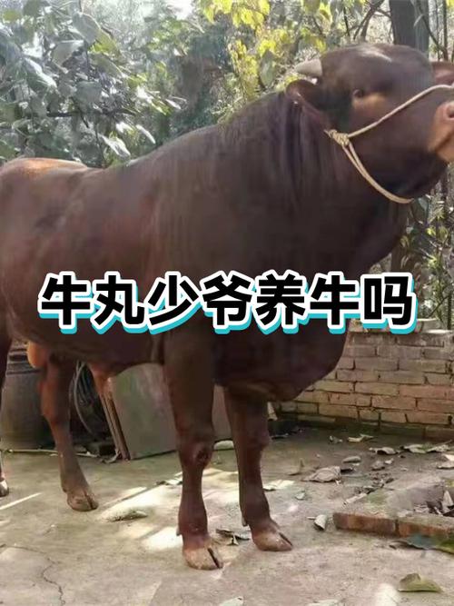 养牛达人咋不能提现截图
