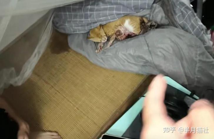 捡回来的流浪猫一直叫
