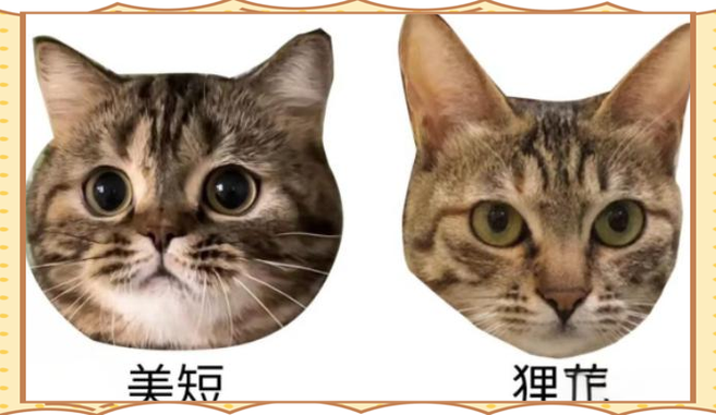 美短和狸花猫的身材区别图标