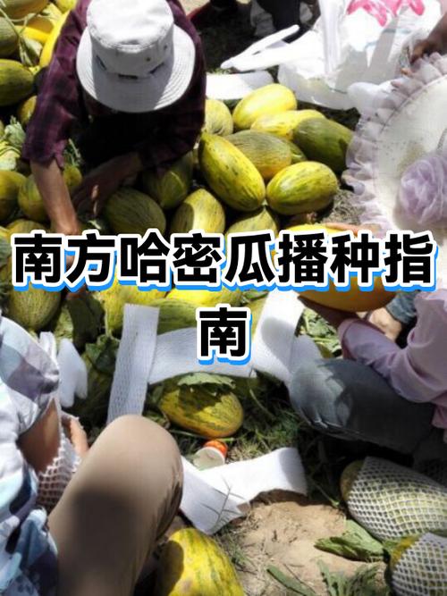 哈密瓜南方能种吗截图
