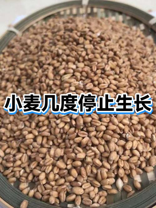 小麦温度几度停止生长图标