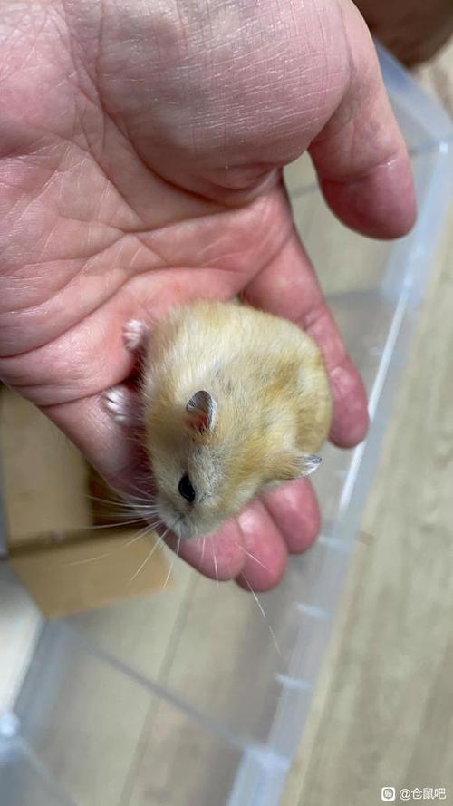 饲养仓鼠小游戏图标