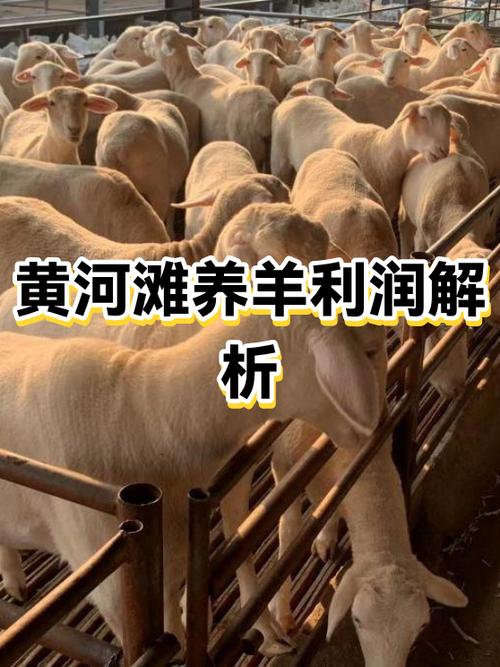 养羊20只一年的利润是多少图标
