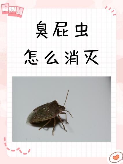 臭屁虫有毒吗图标
