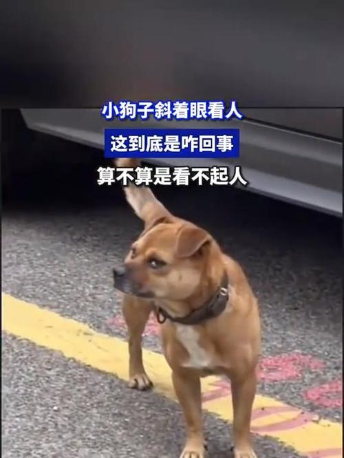 狗眼看人低的表现图标