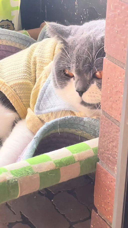 猫咪影视猫咪视频大全图标