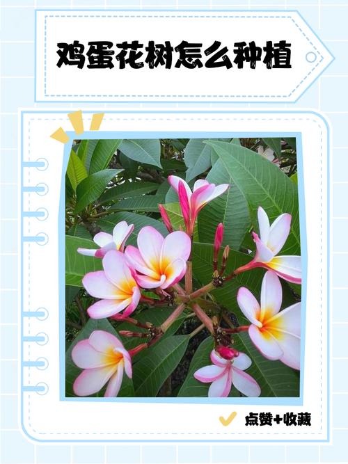 蛋花花怎么样靠谱吗图标