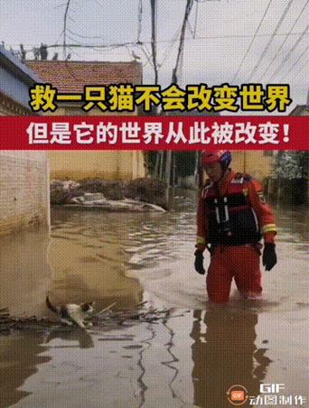 猫走丢了会饿死吗图标