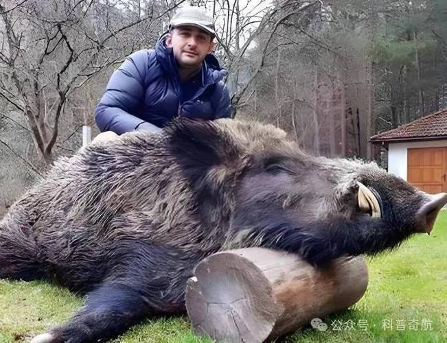 美国巨型野猪游戏截图