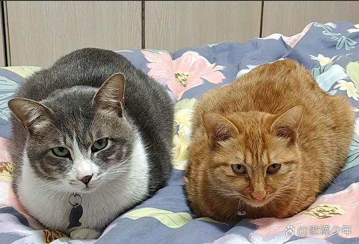 家猫丢了一般几天回家图标