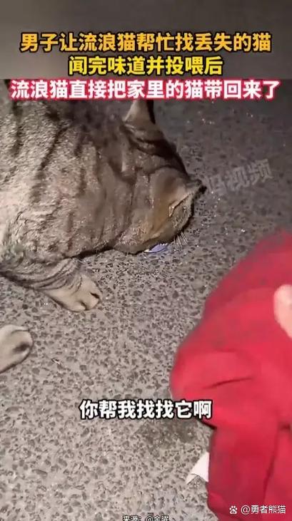 离家出走的猫会后悔吗图标